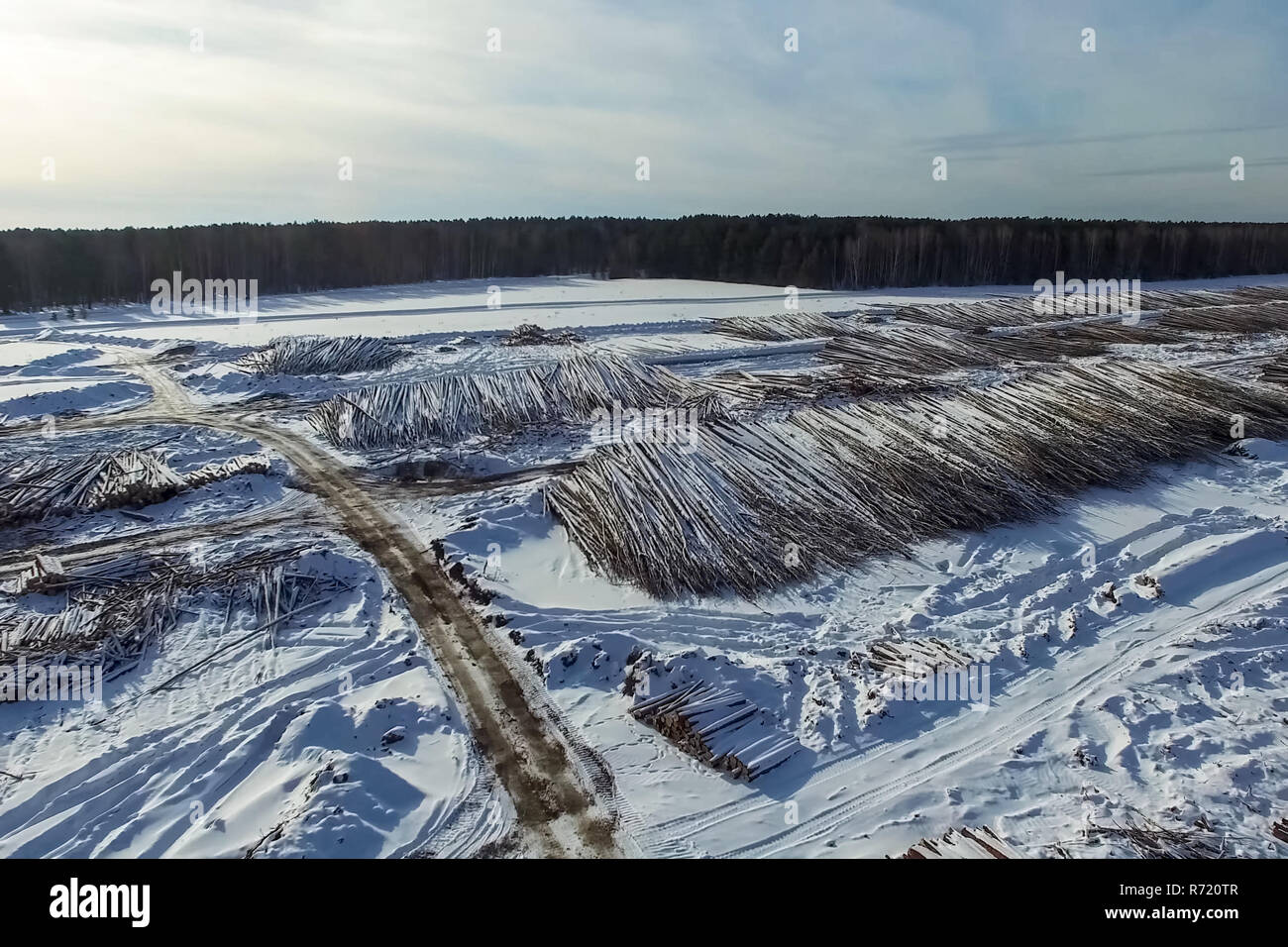 The felled trees lie under the open sky. Deforestation in Russia ...