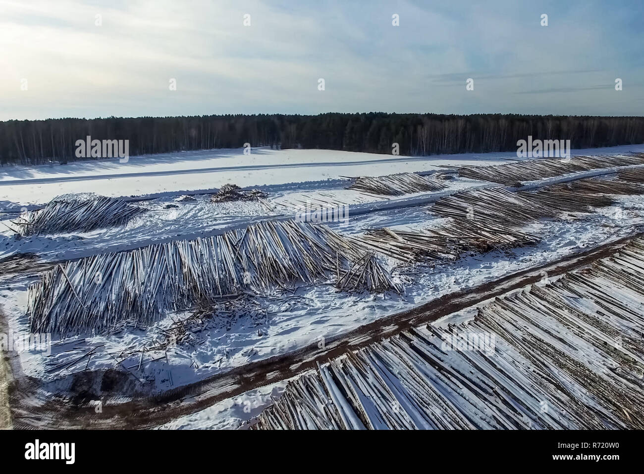 The felled trees lie under the open sky. Deforestation in Russia ...