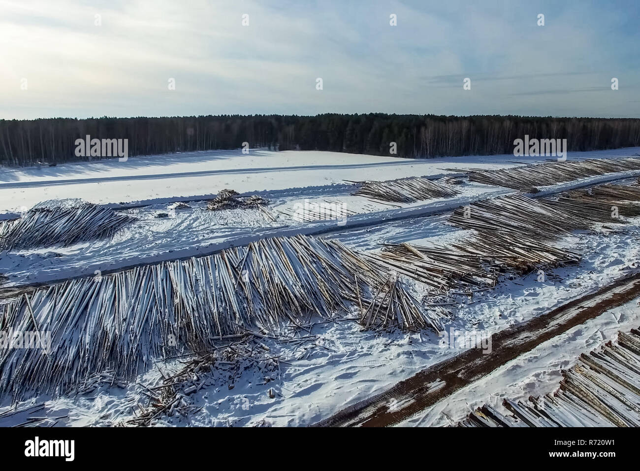 The felled trees lie under the open sky. Deforestation in Russia ...