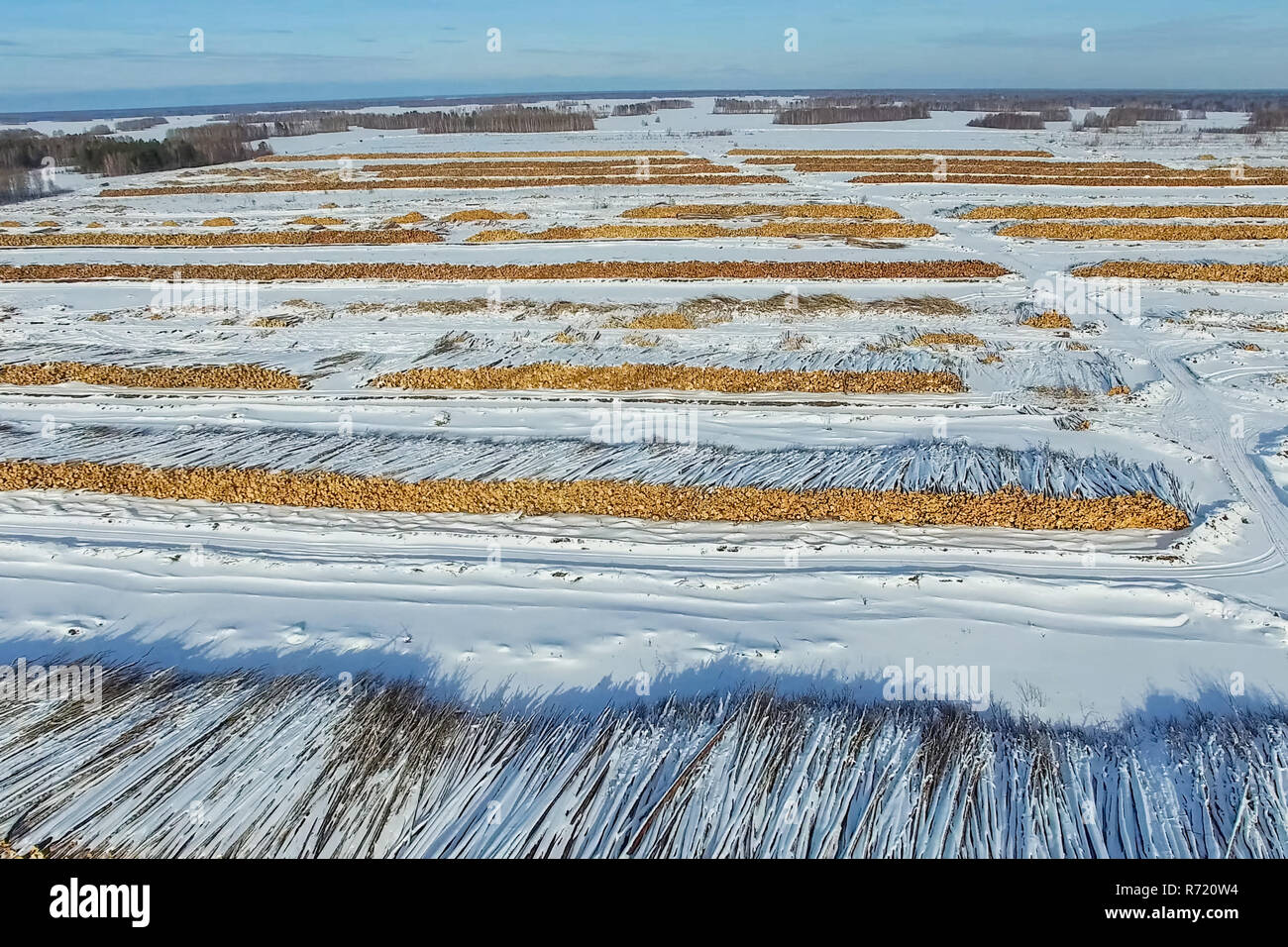 The felled trees lie under the open sky. Deforestation in Russia ...