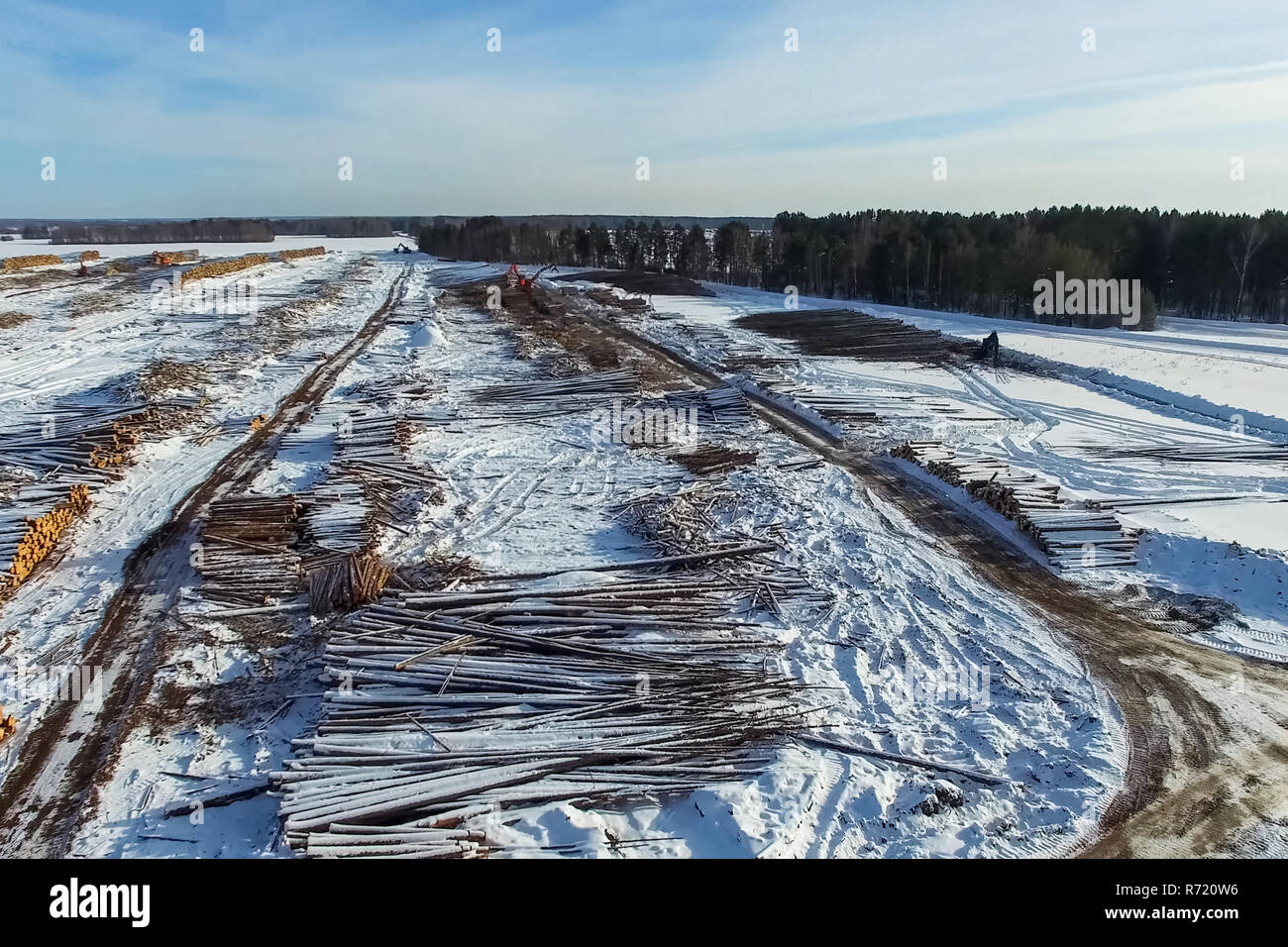 The felled trees lie under the open sky. Deforestation in Russia ...