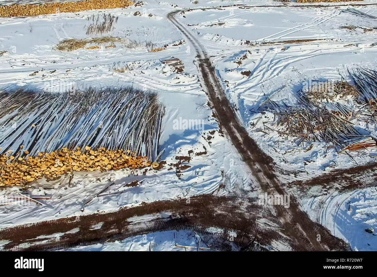 The felled trees lie under the open sky. Deforestation in Russia ...
