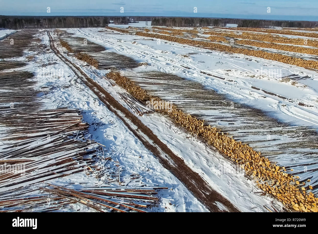 The felled trees lie under the open sky. Deforestation in Russia ...