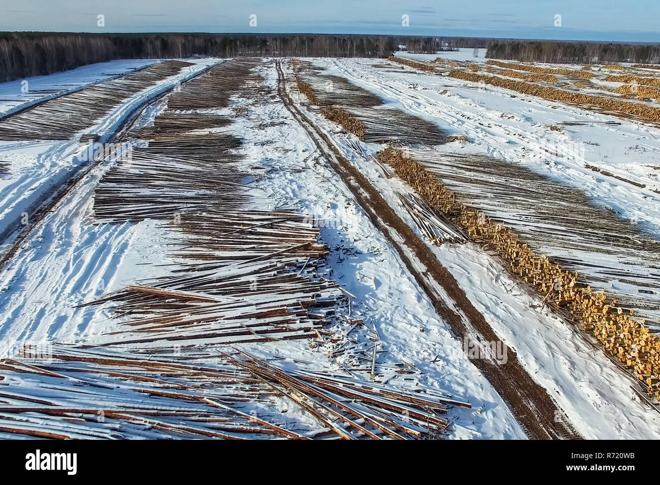 The felled trees lie under the open sky. Deforestation in Russia ...