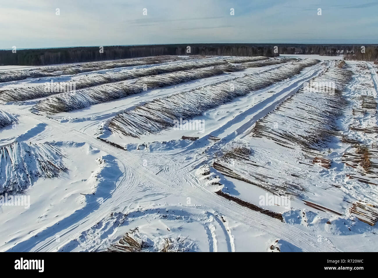 The felled trees lie under the open sky. Deforestation in Russia ...