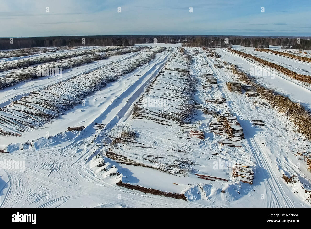 The felled trees lie under the open sky. Deforestation in Russia ...