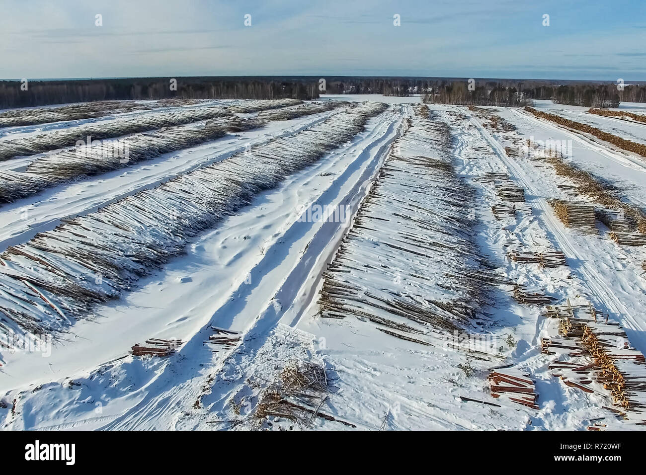 The felled trees lie under the open sky. Deforestation in Russia ...