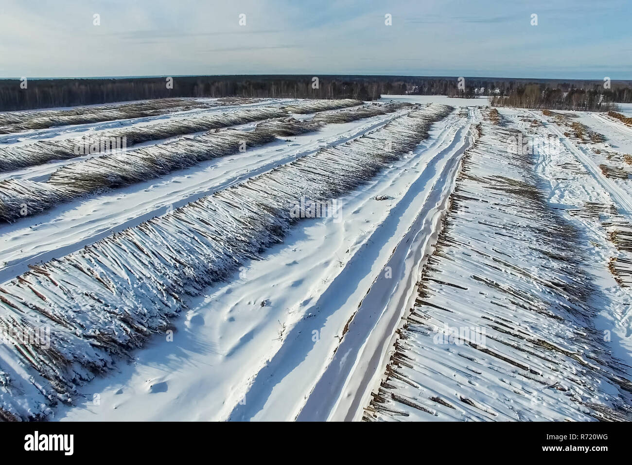 The felled trees lie under the open sky. Deforestation in Russia ...