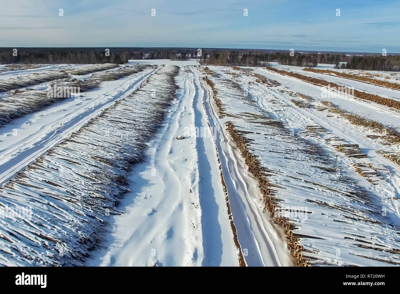 The felled trees lie under the open sky. Deforestation in Russia ...