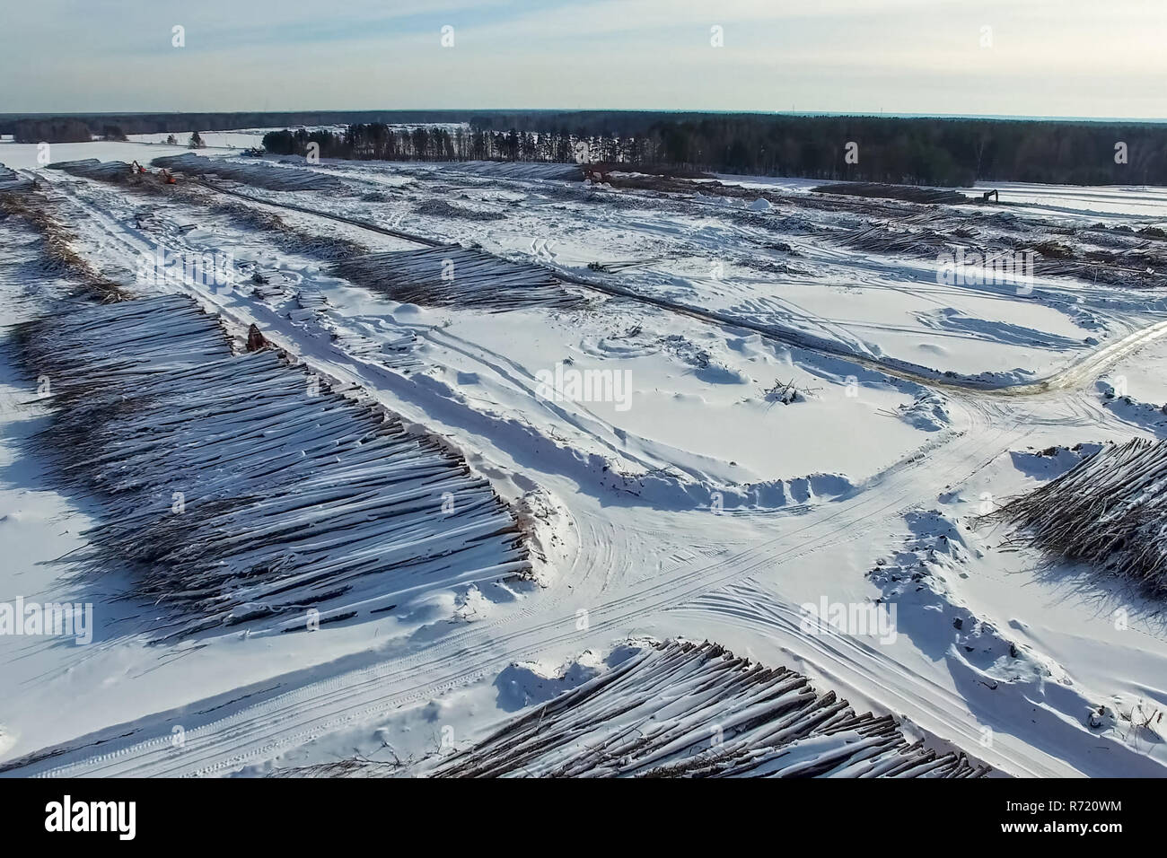 The felled trees lie under the open sky. Deforestation in Russia ...
