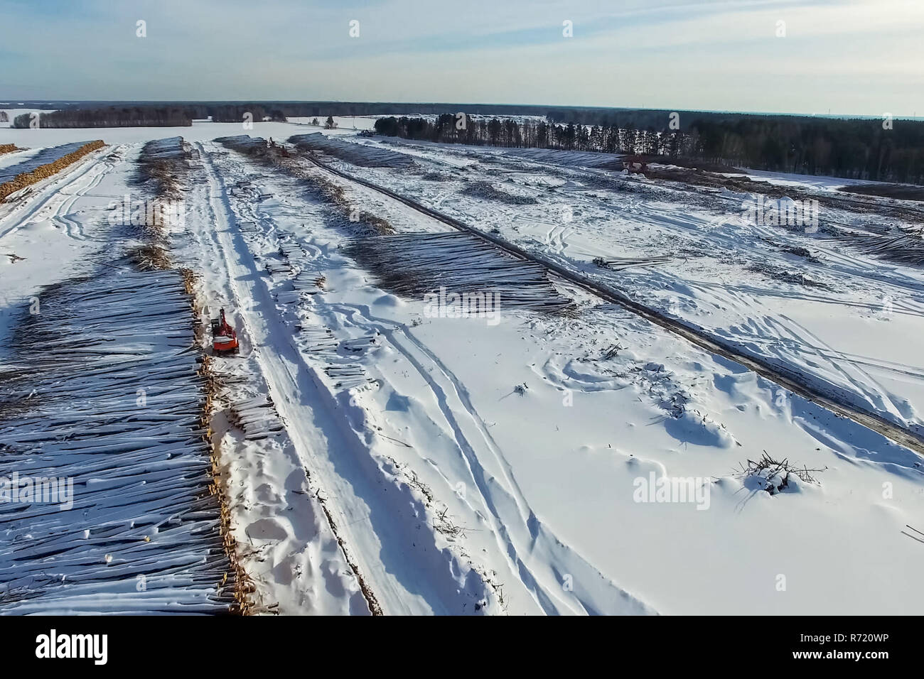The felled trees lie under the open sky. Deforestation in Russia ...