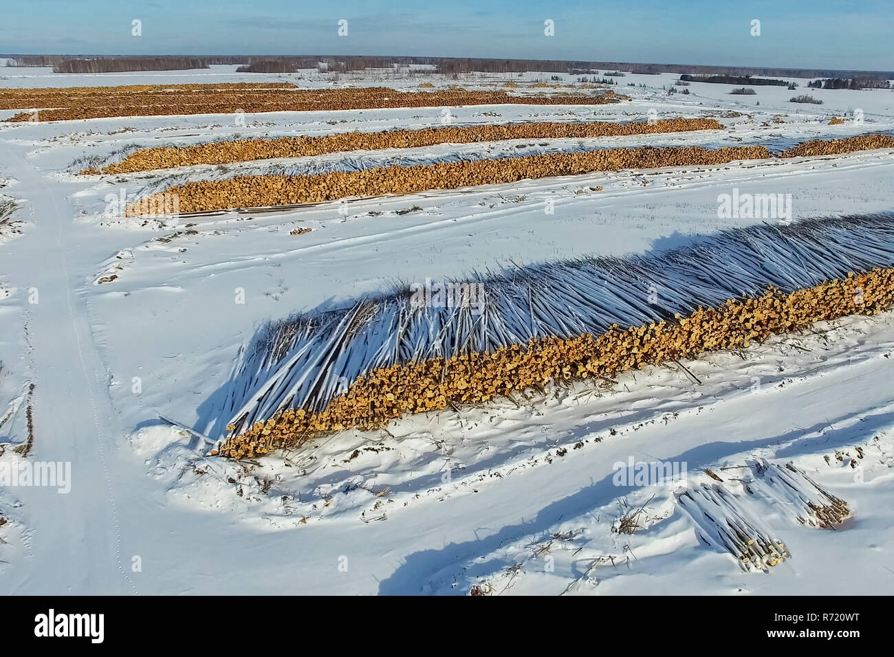 The felled trees lie under the open sky. Deforestation in Russia ...