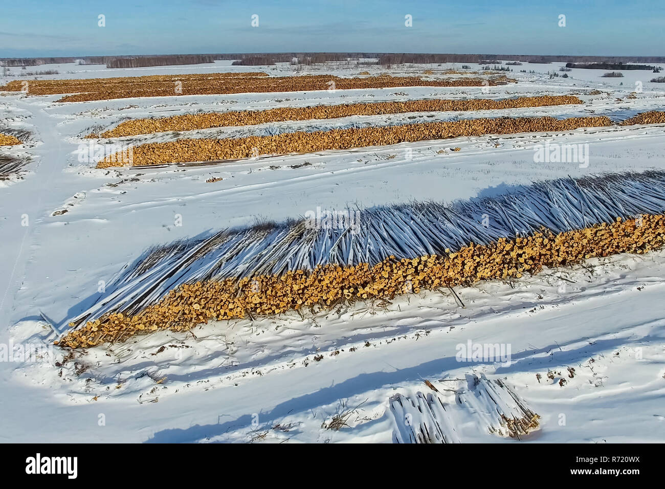 The felled trees lie under the open sky. Deforestation in Russia ...