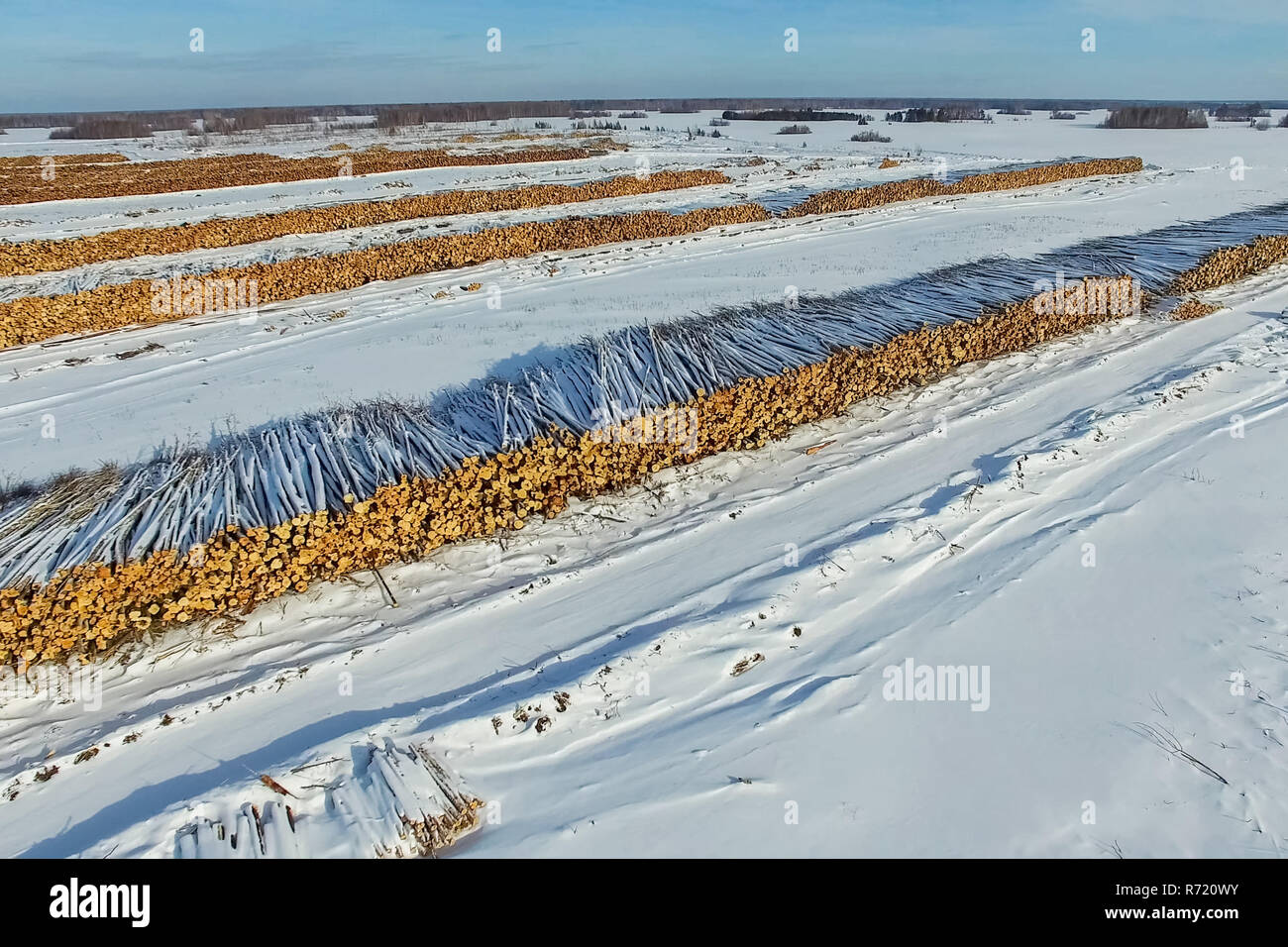 The felled trees lie under the open sky. Deforestation in Russia ...