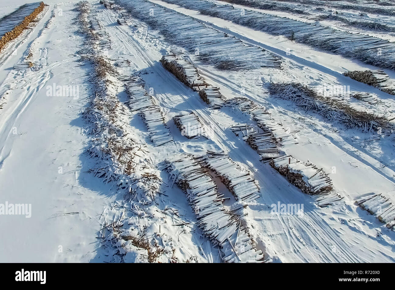 The felled trees lie under the open sky. Deforestation in Russia ...