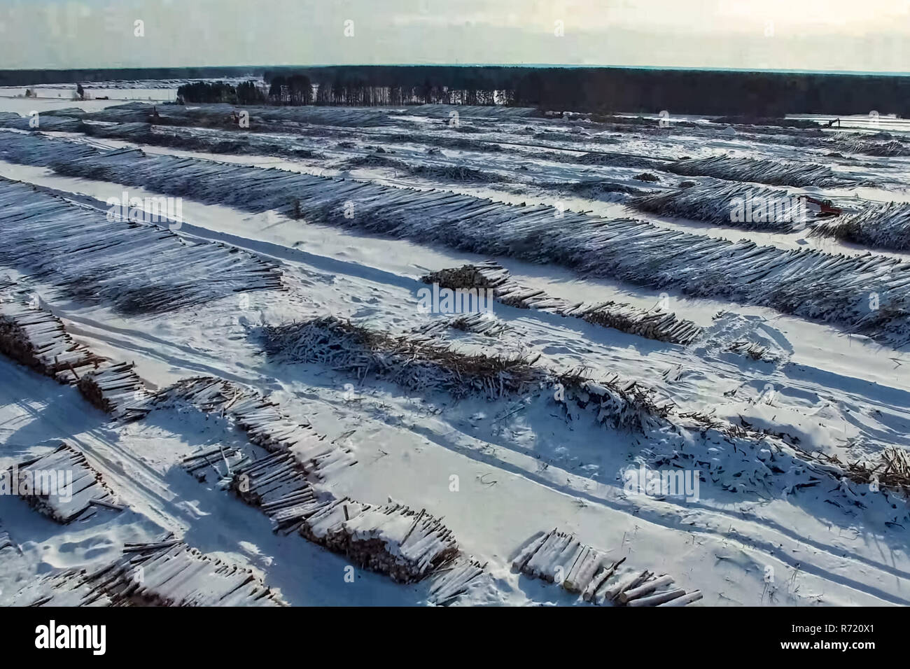 The felled trees lie under the open sky. Deforestation in Russia ...