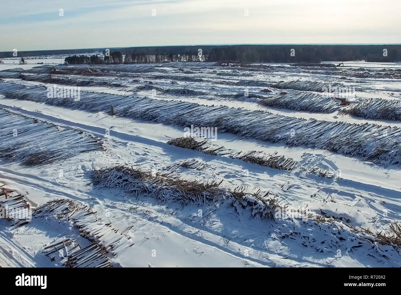 The felled trees lie under the open sky. Deforestation in Russia ...