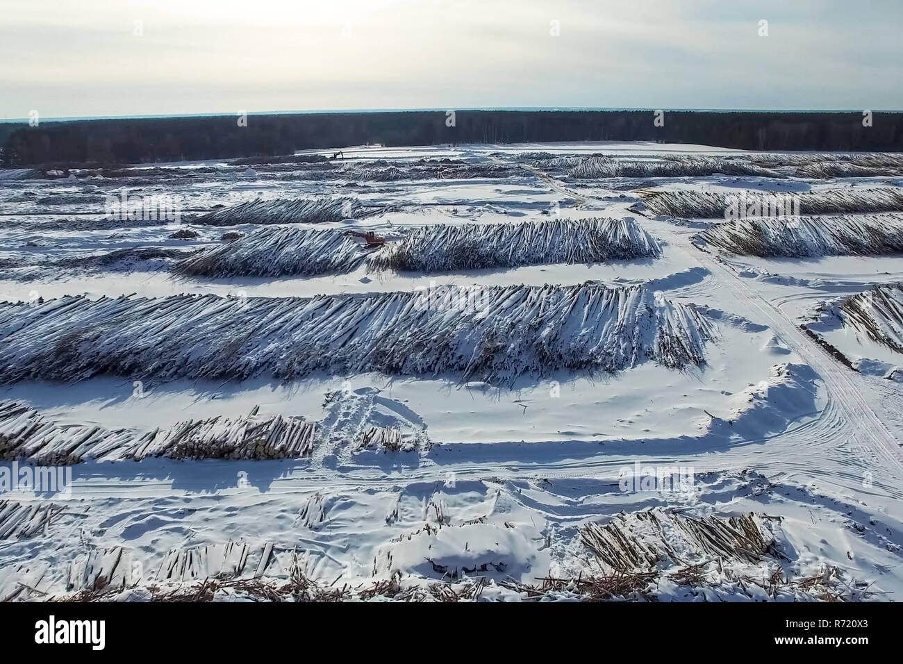 The felled trees lie under the open sky. Deforestation in Russia ...