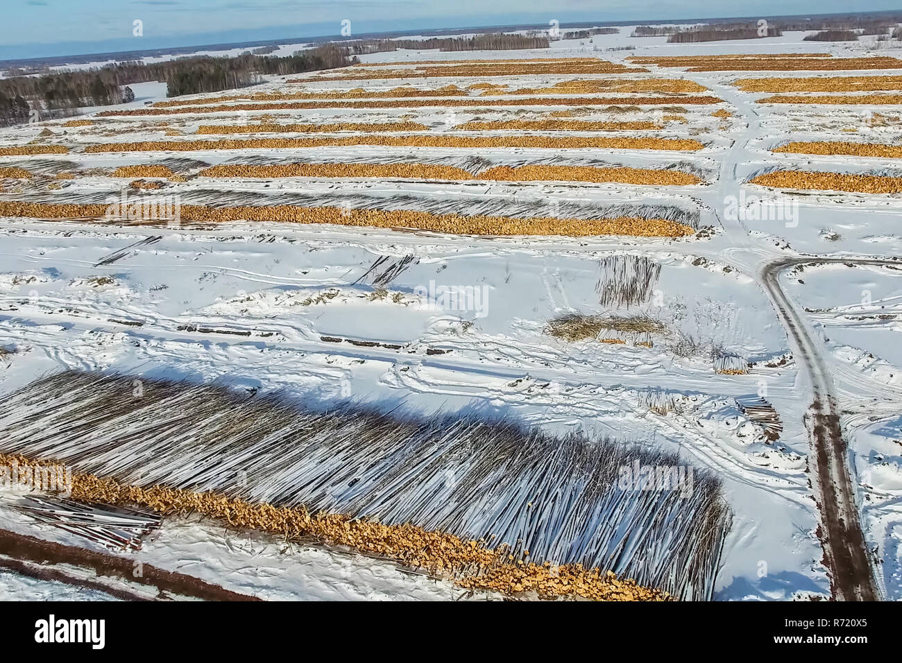 The felled trees lie under the open sky. Deforestation in Russia ...