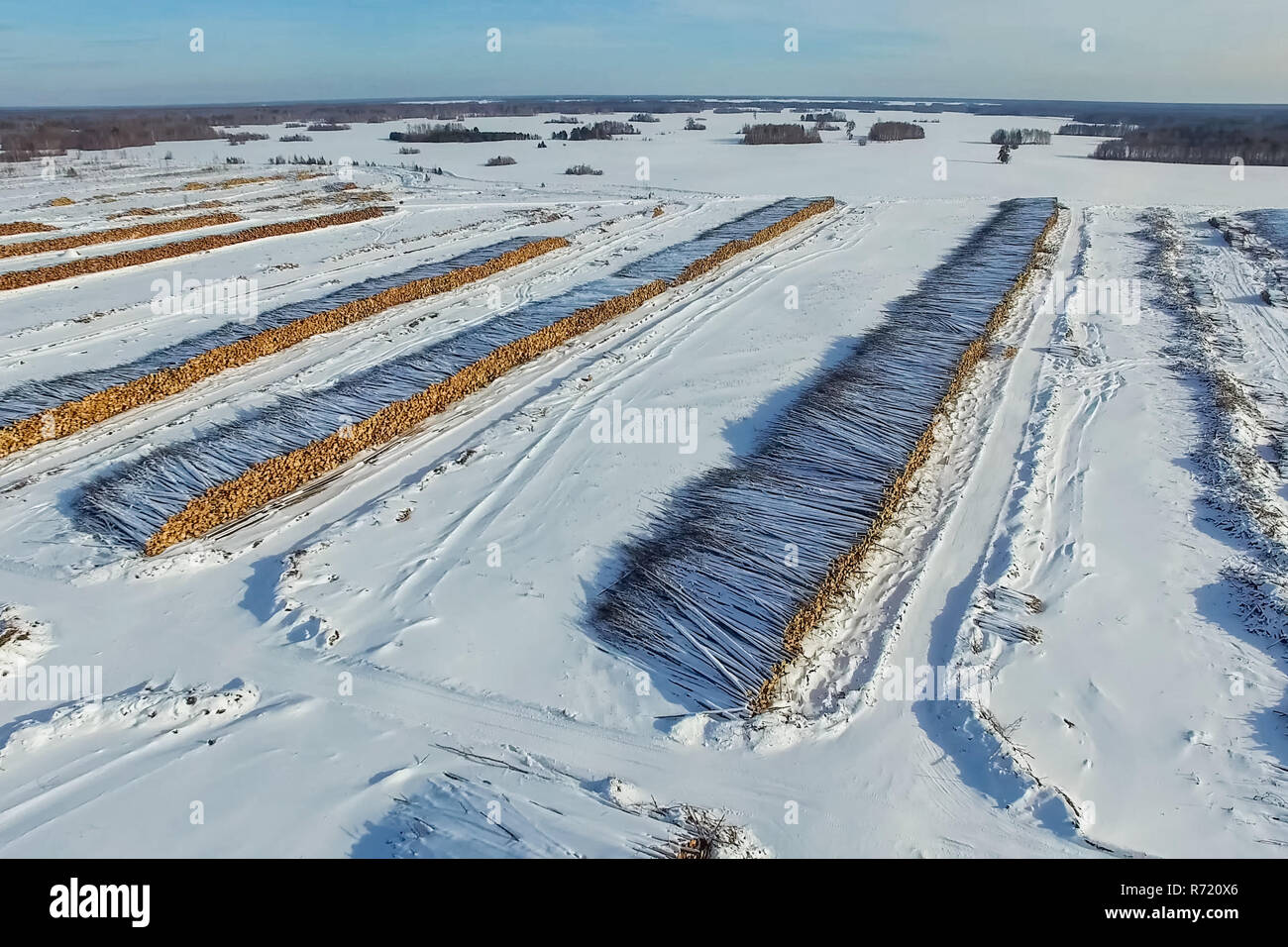 The felled trees lie under the open sky. Deforestation in Russia ...