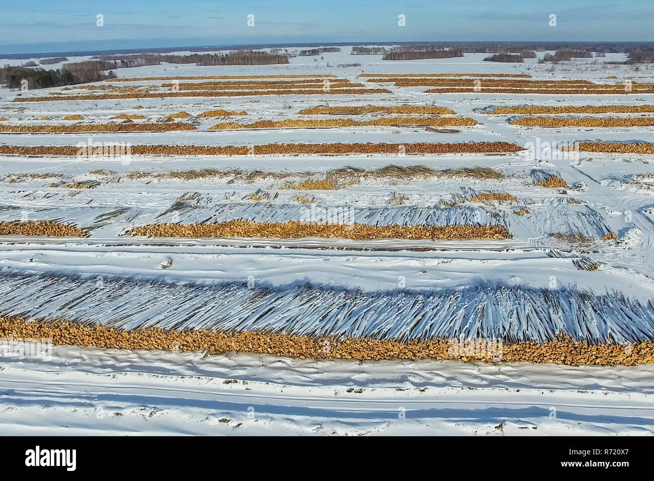 The felled trees lie under the open sky. Deforestation in Russia ...