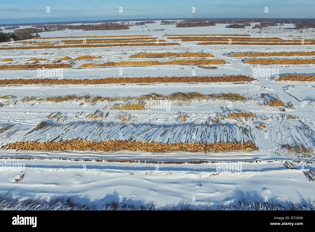 The felled trees lie under the open sky. Deforestation in Russia ...