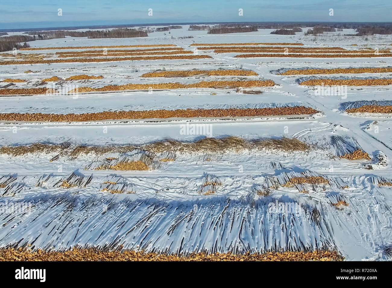 The felled trees lie under the open sky. Deforestation in Russia ...