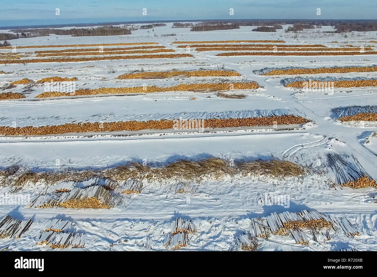 The felled trees lie under the open sky. Deforestation in Russia ...