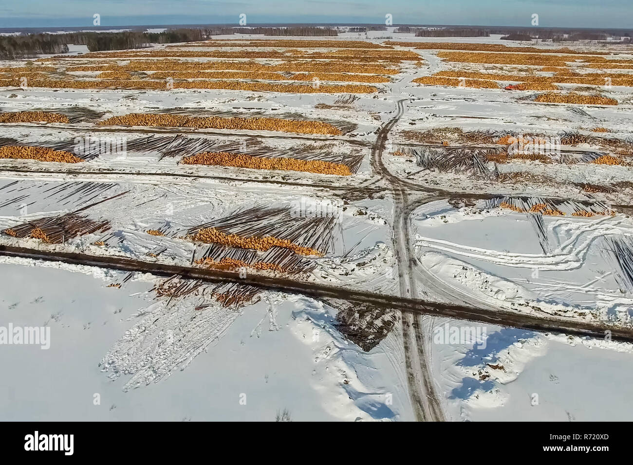 The felled trees lie under the open sky. Deforestation in Russia ...