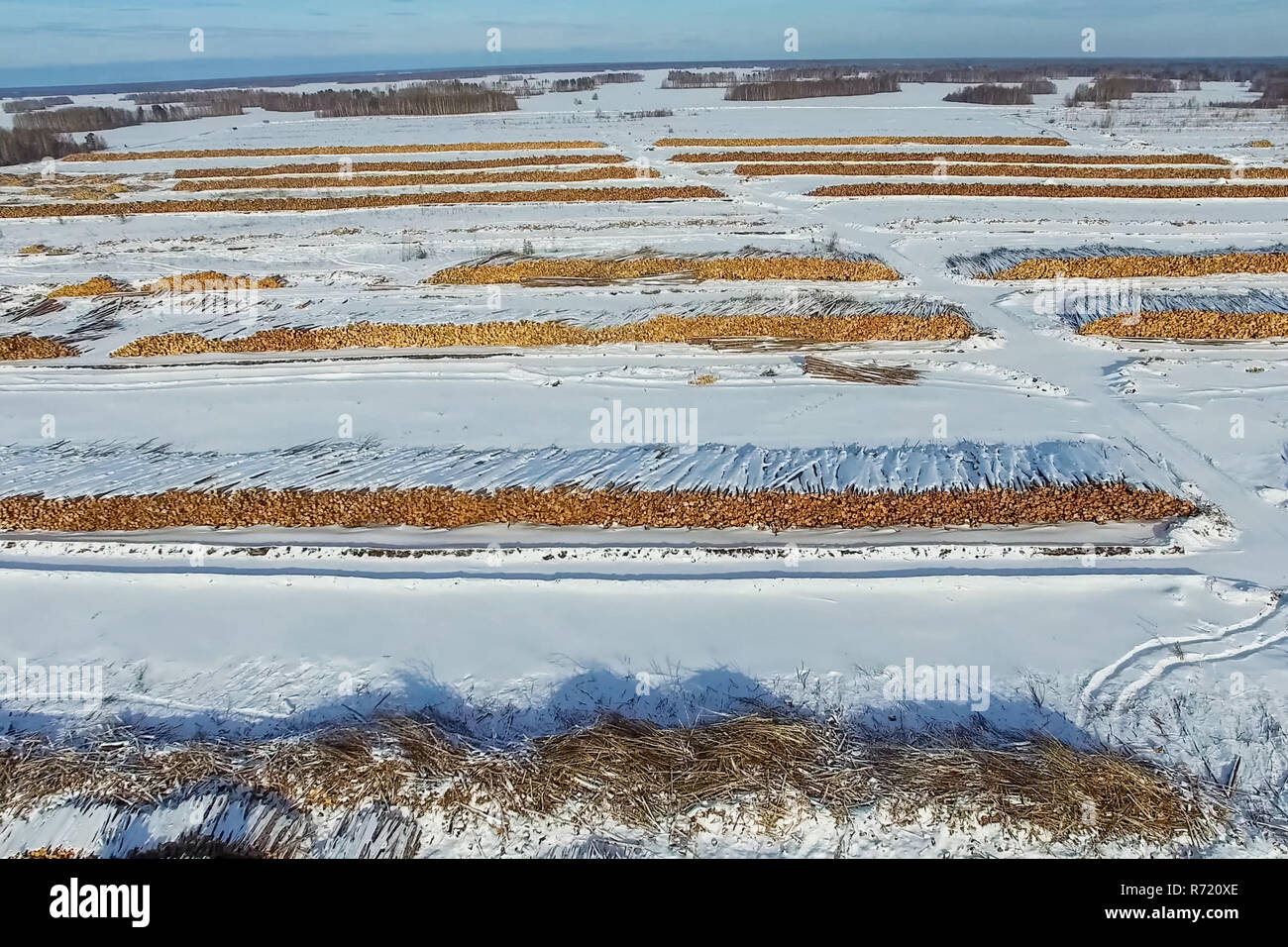 The felled trees lie under the open sky. Deforestation in Russia ...