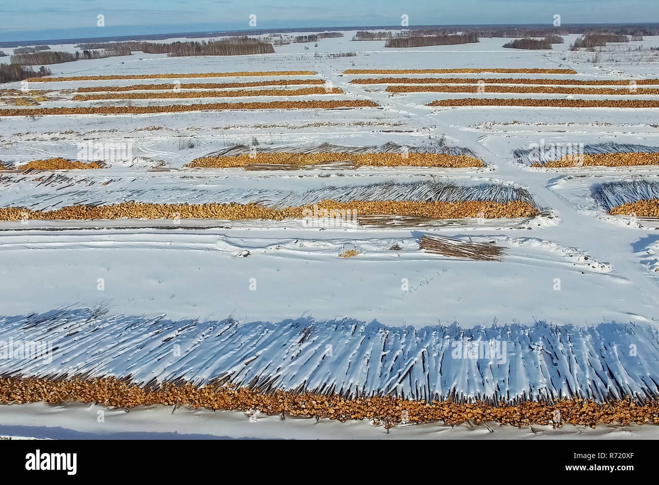 The felled trees lie under the open sky. Deforestation in Russia ...
