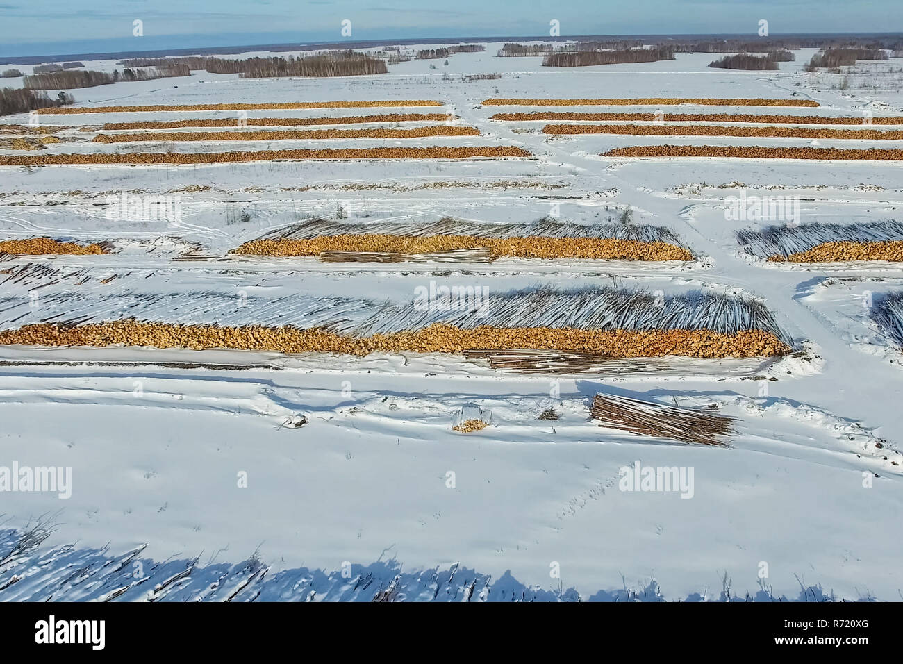 The felled trees lie under the open sky. Deforestation in Russia ...