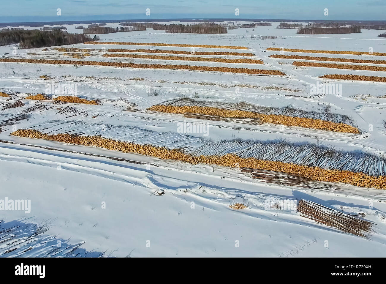 The felled trees lie under the open sky. Deforestation in Russia ...
