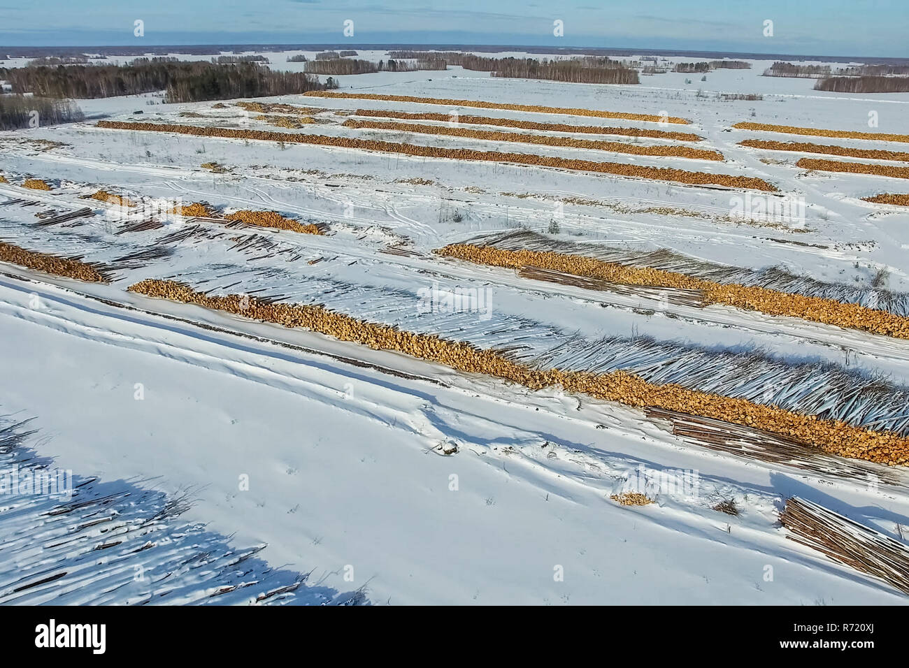 The felled trees lie under the open sky. Deforestation in Russia ...