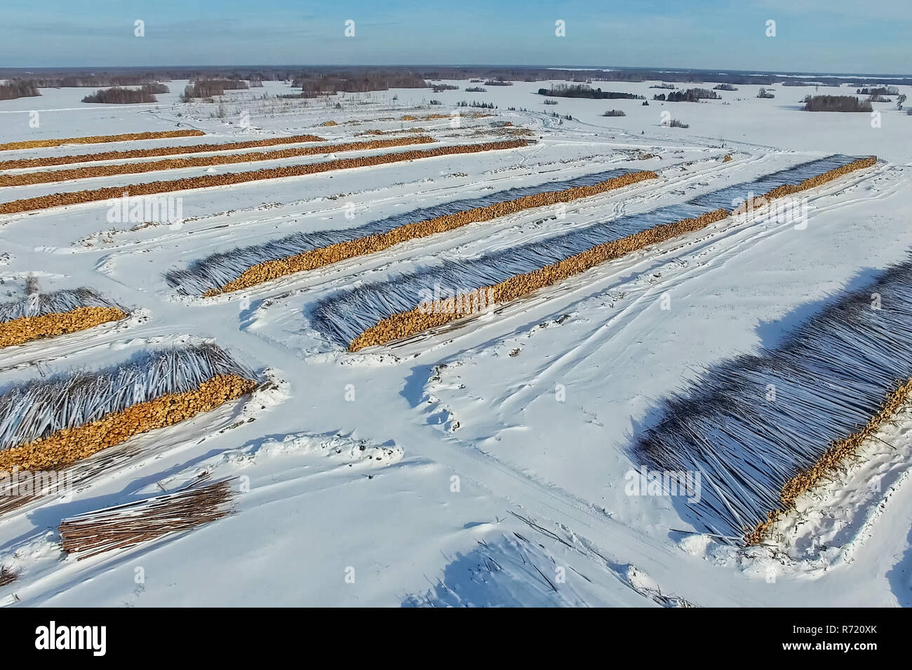 The felled trees lie under the open sky. Deforestation in Russia ...