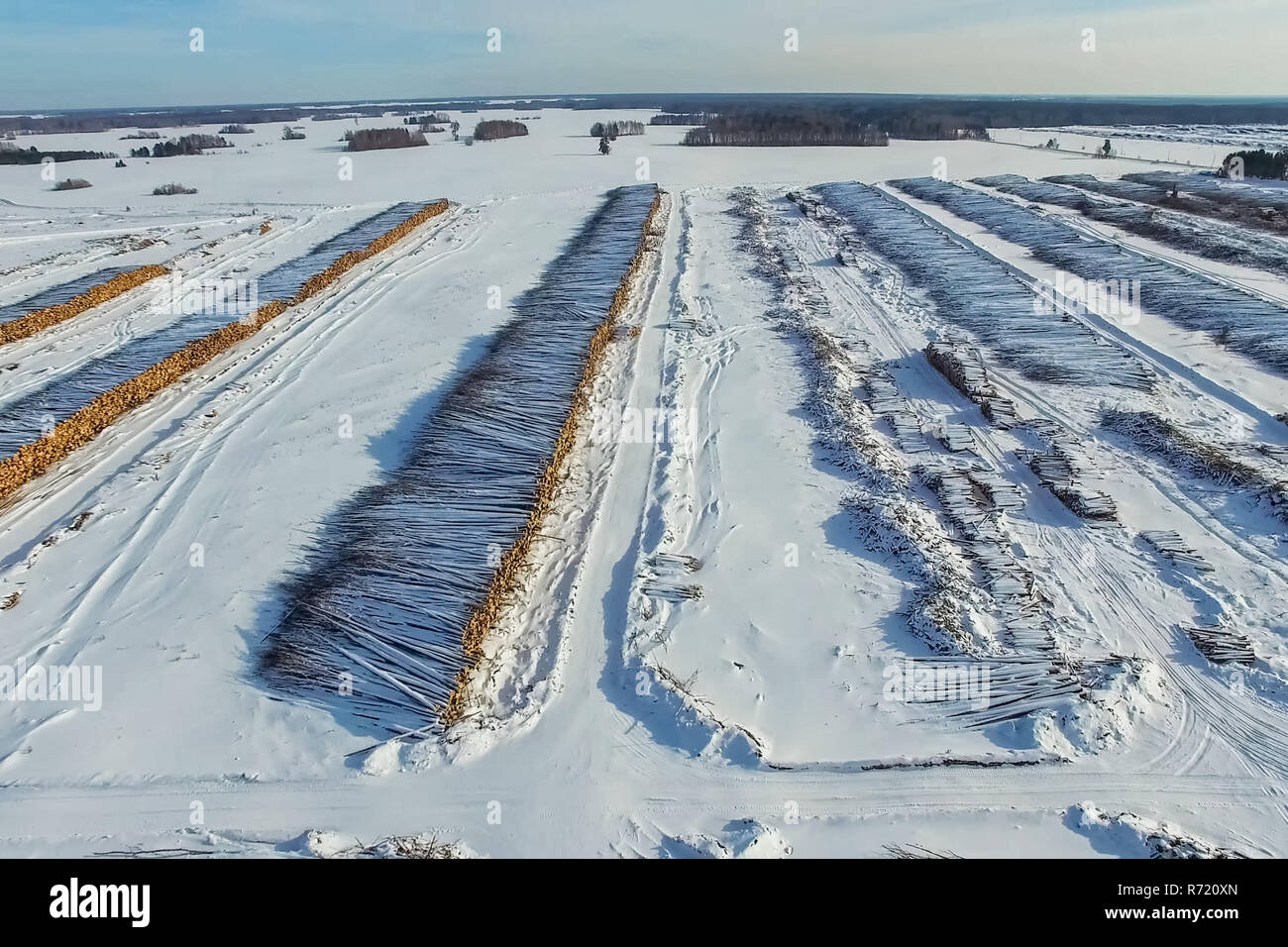 The felled trees lie under the open sky. Deforestation in Russia ...