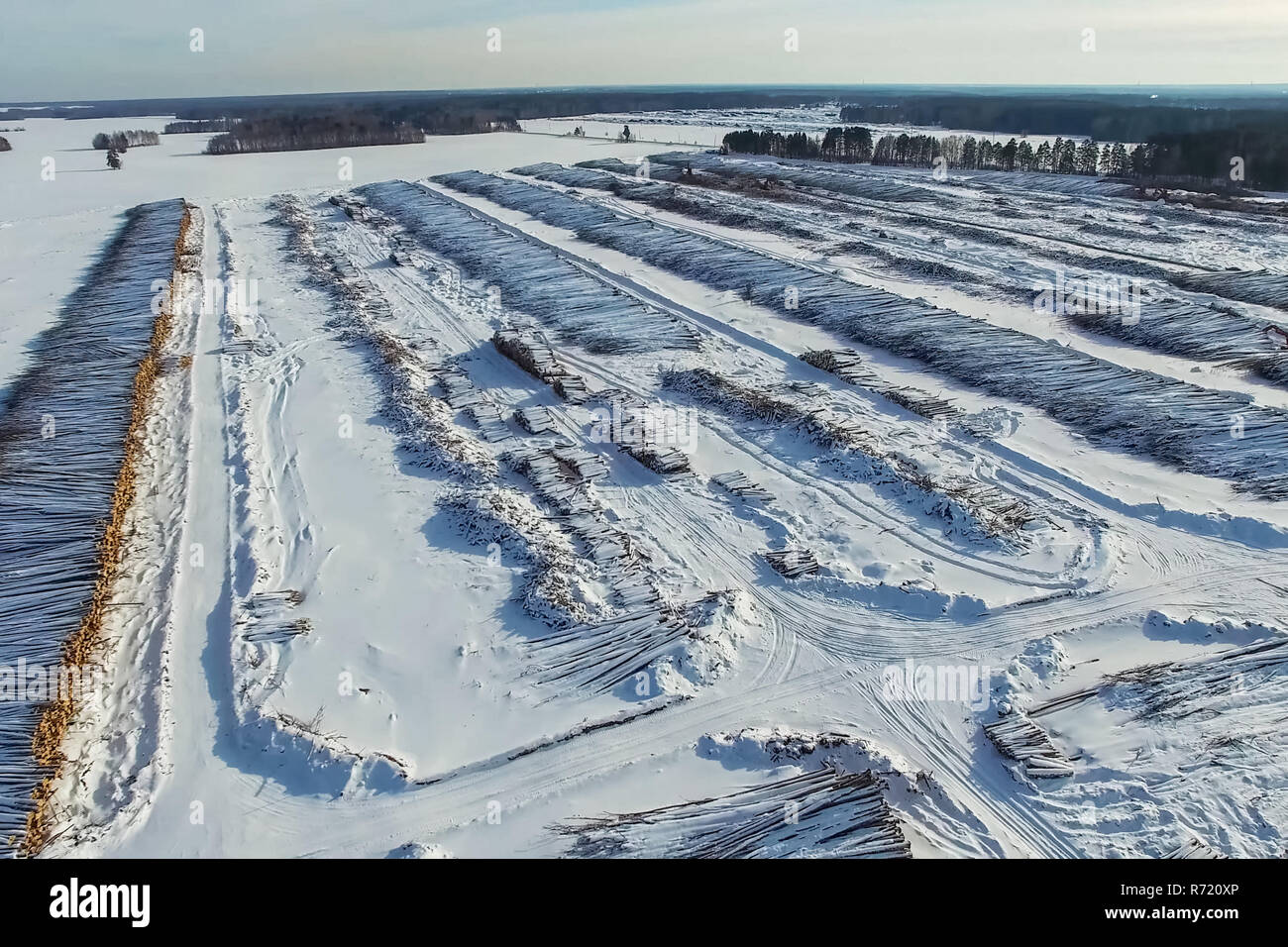 The felled trees lie under the open sky. Deforestation in Russia ...