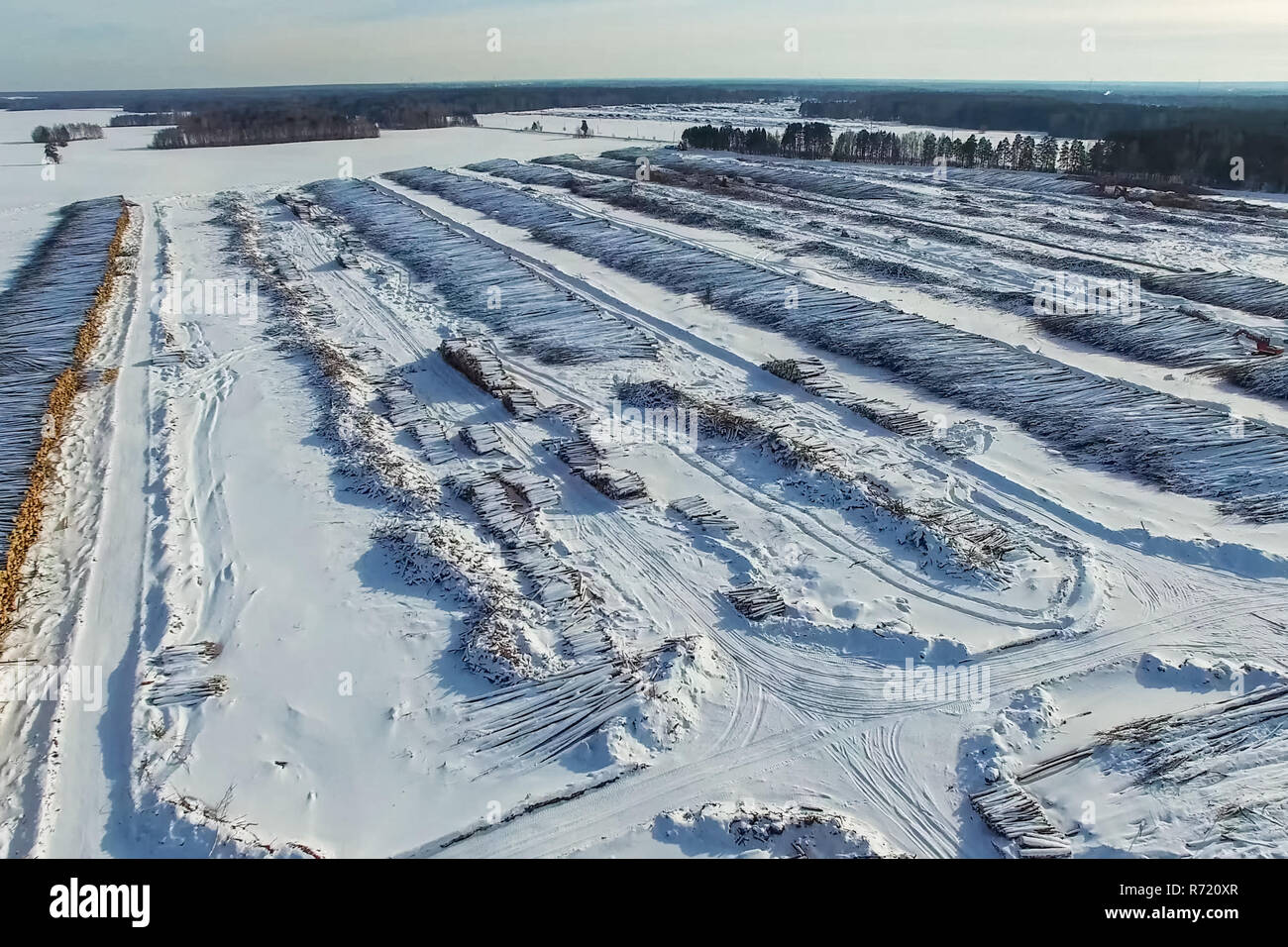 The felled trees lie under the open sky. Deforestation in Russia ...