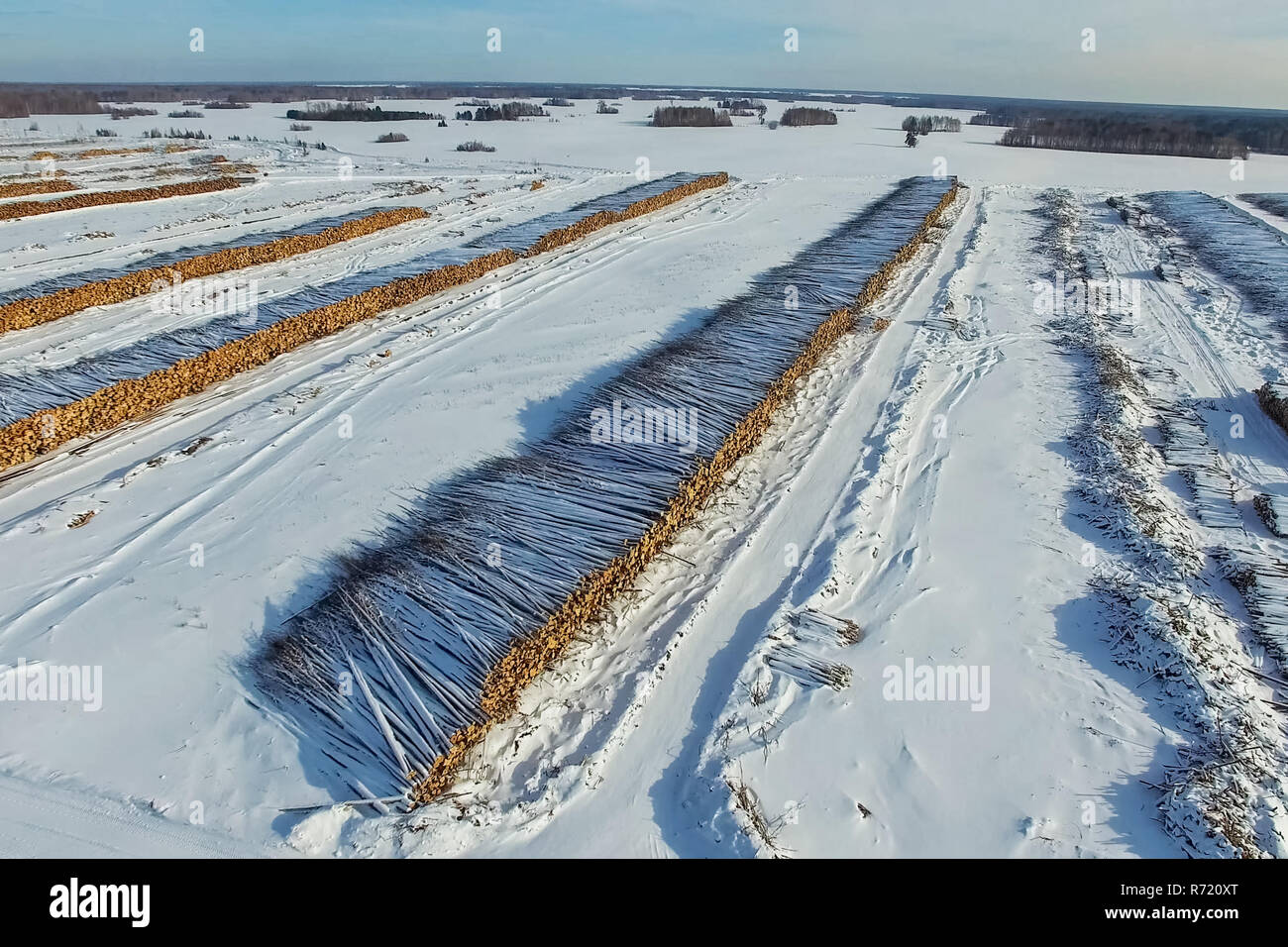 The felled trees lie under the open sky. Deforestation in Russia ...