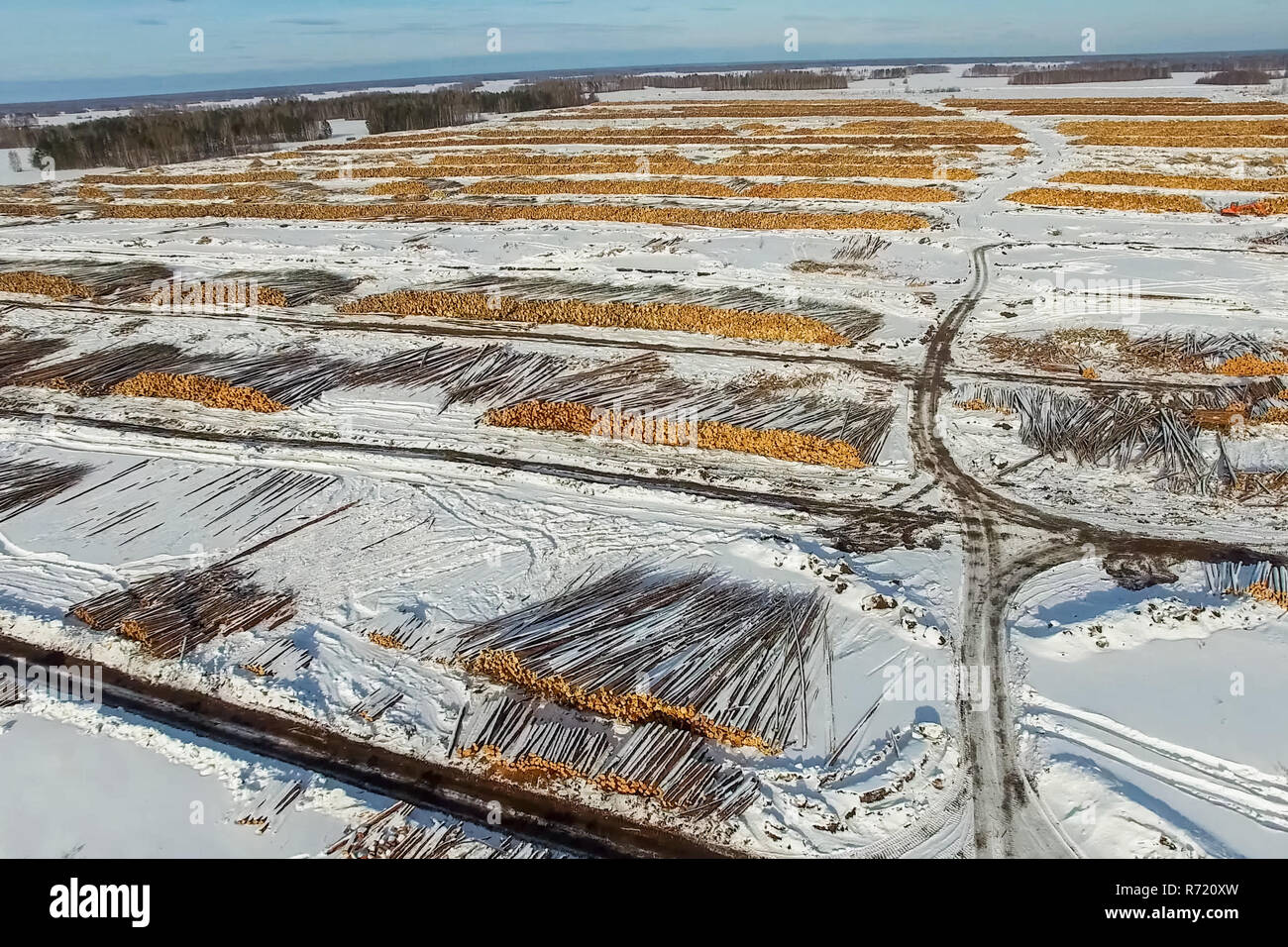 The felled trees lie under the open sky. Deforestation in Russia ...