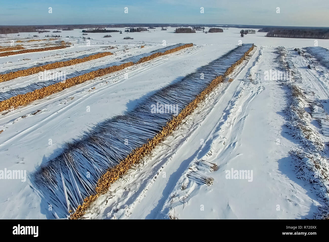 The felled trees lie under the open sky. Deforestation in Russia ...