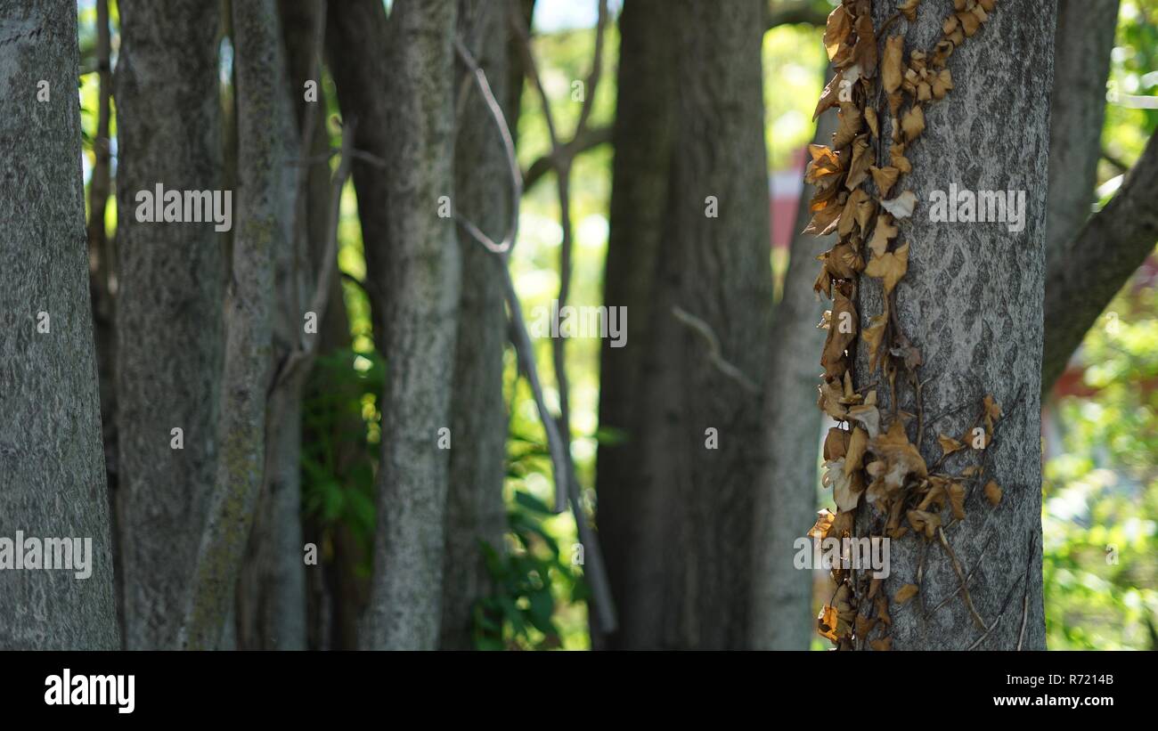 Tree leaves foliage rome hi-res stock photography and images - Alamy