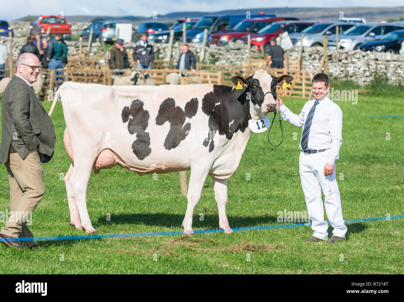 cow at a country show Stock Photo - Alamy