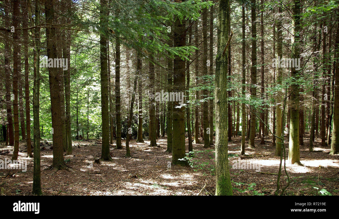 Forest of trees Stock Photo - Alamy