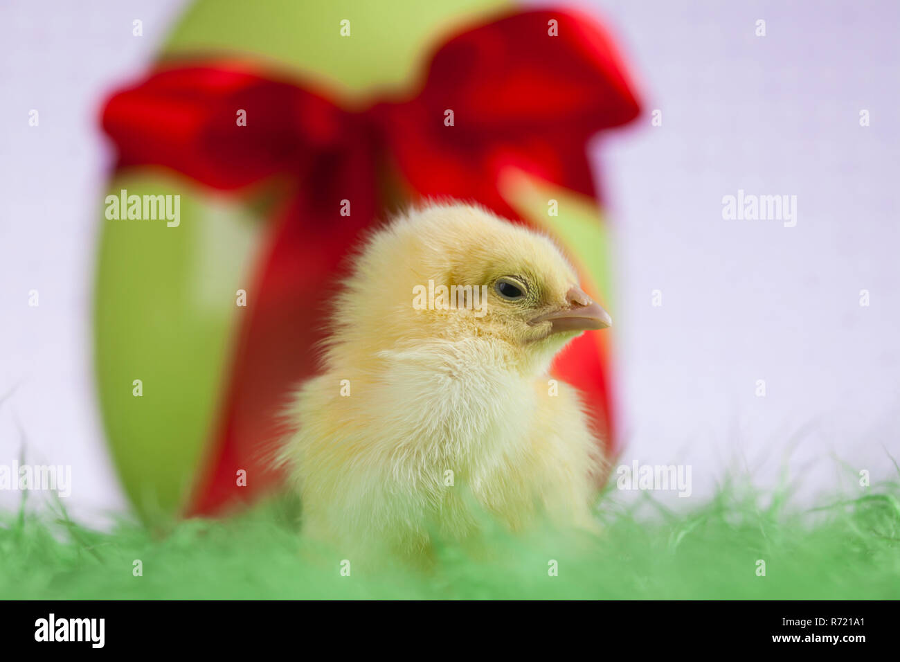 Easter animal and chick Stock Photo - Alamy