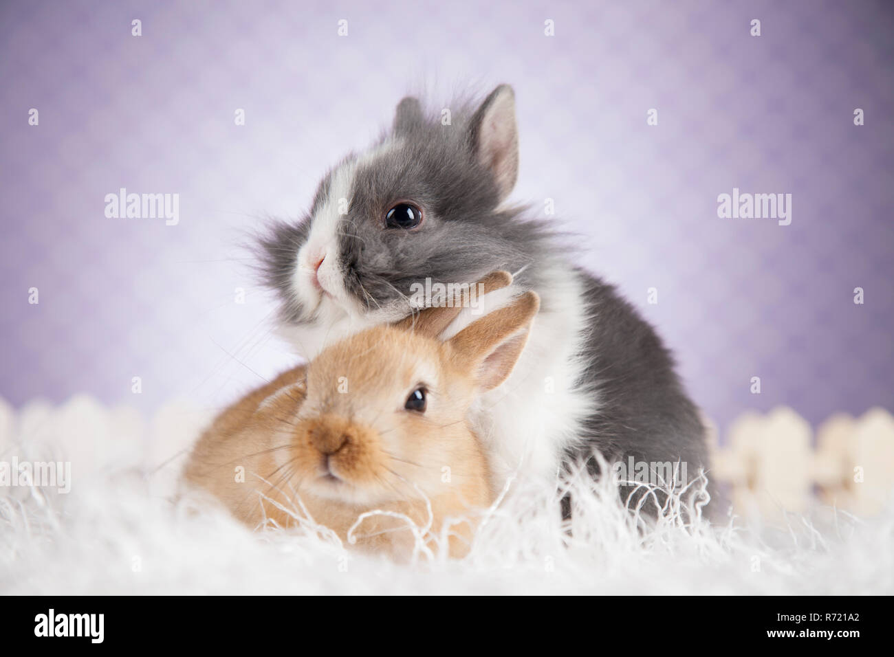 Rabbit and Bunny Stock Photo - Alamy