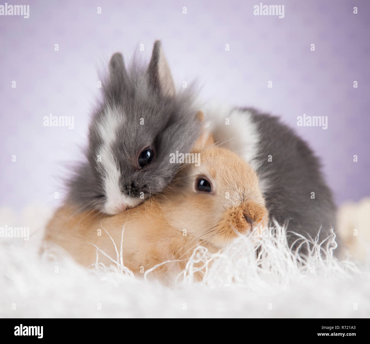 Rabbit and Bunny Stock Photo - Alamy