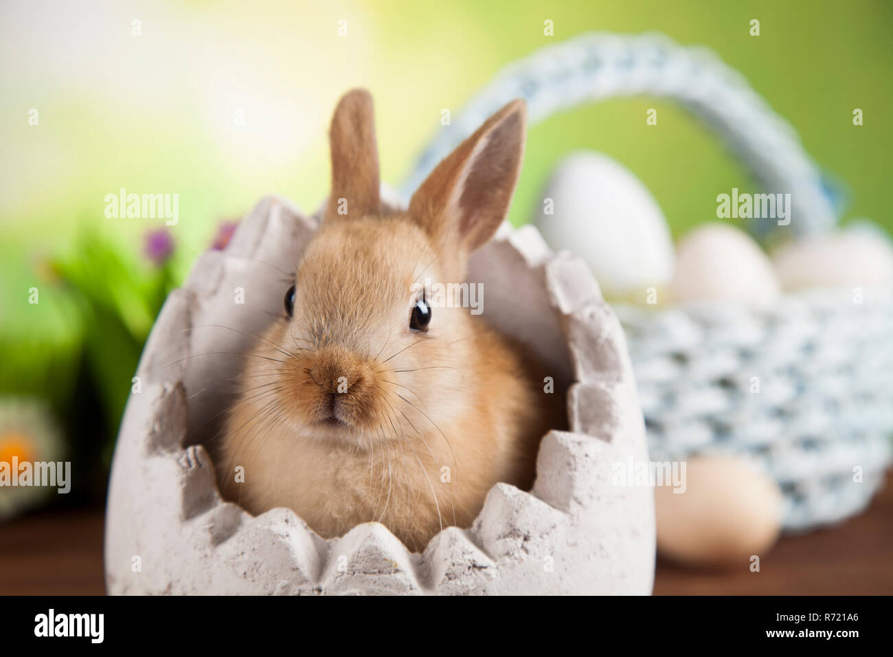 Happy easter, Baby bunny Stock Photo - Alamy