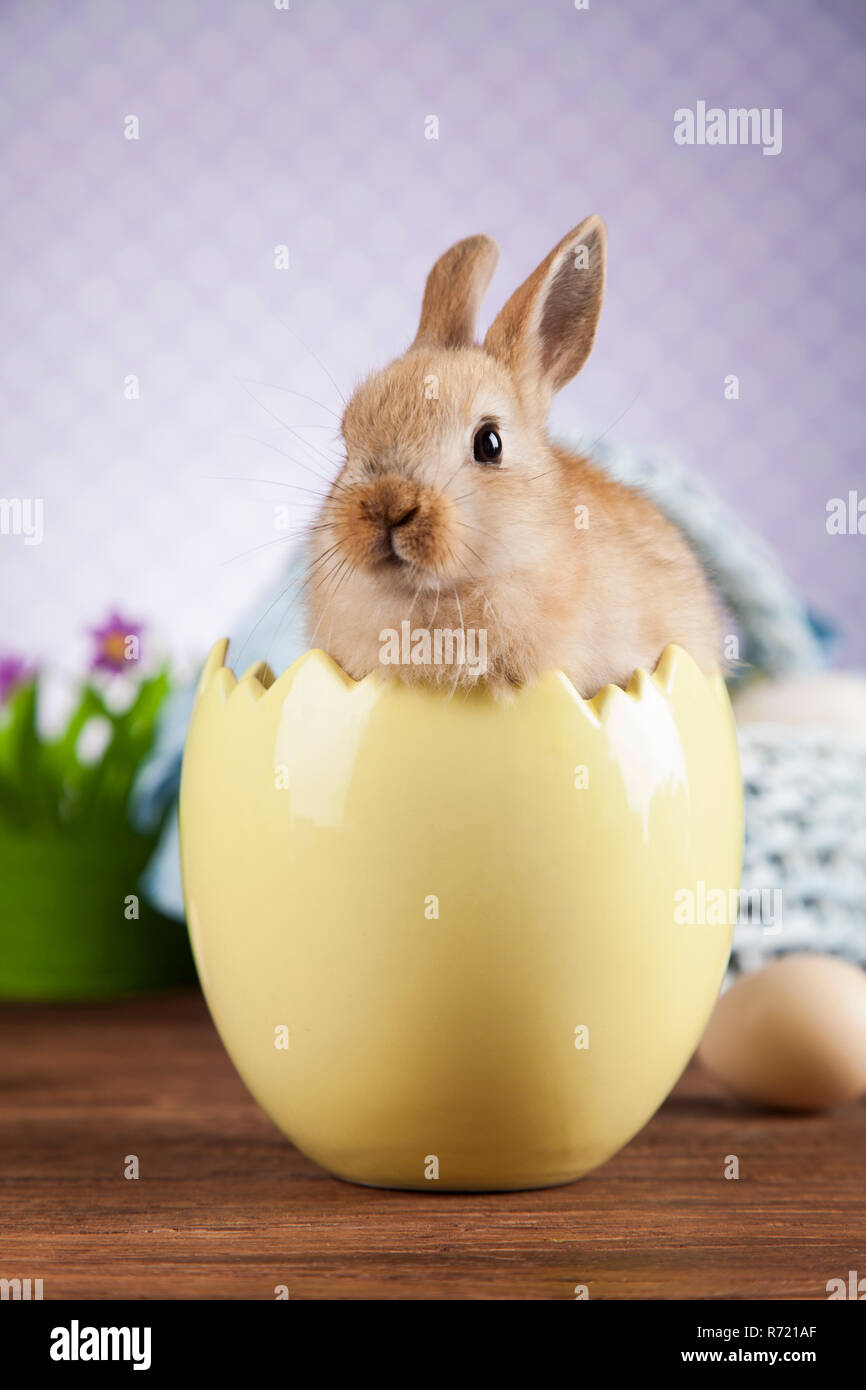 Bunny, rabbit and easter eggs Stock Photo - Alamy