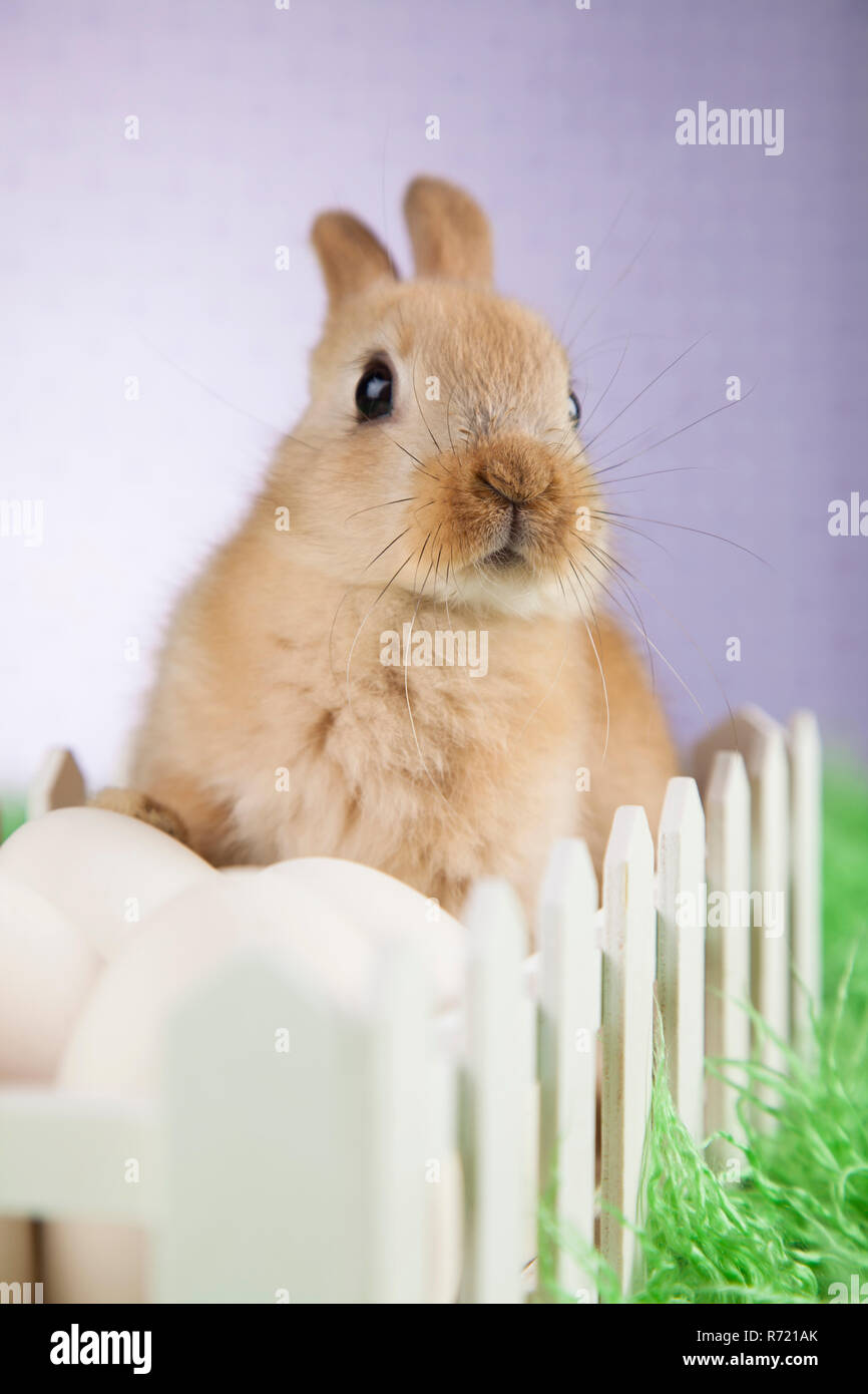 Bunny, rabbit and easter eggs Stock Photo - Alamy